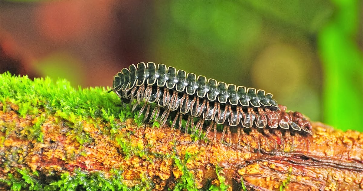 Fieggentrio: De duizendpoot en de miljoenpoot.