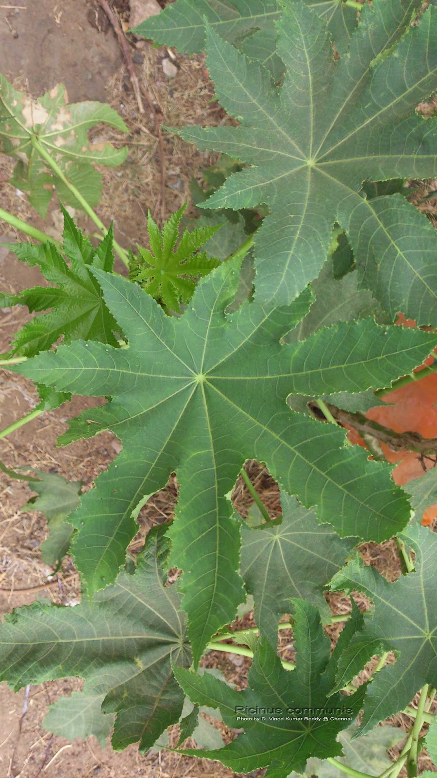 Medicinal Plants: Ricinus communis, Eranda, Amudam, Aamanakku -Part-2