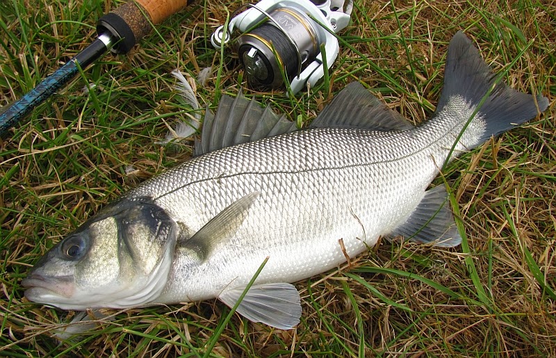 Dutch seabass: Terugblik zeebaars seizoen 2013.