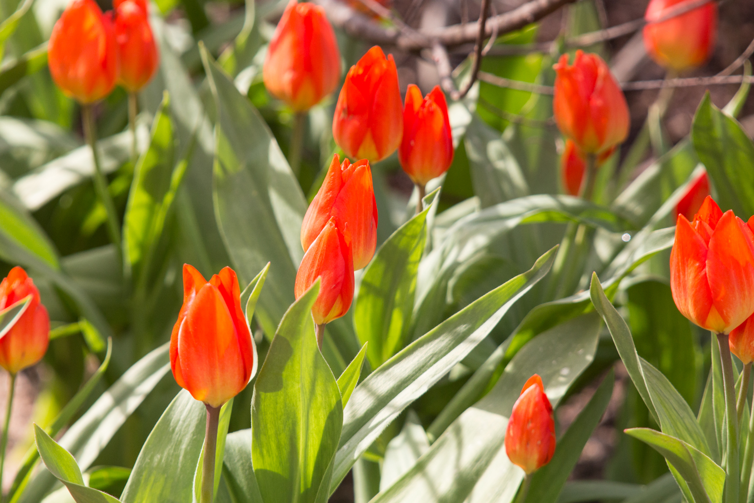 Pildid siit ja sealt: Väike kogus järgmisi lillede pilte