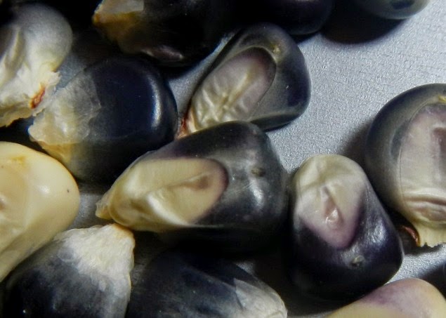 Nature Abhors a Garden: Pueblo Corn