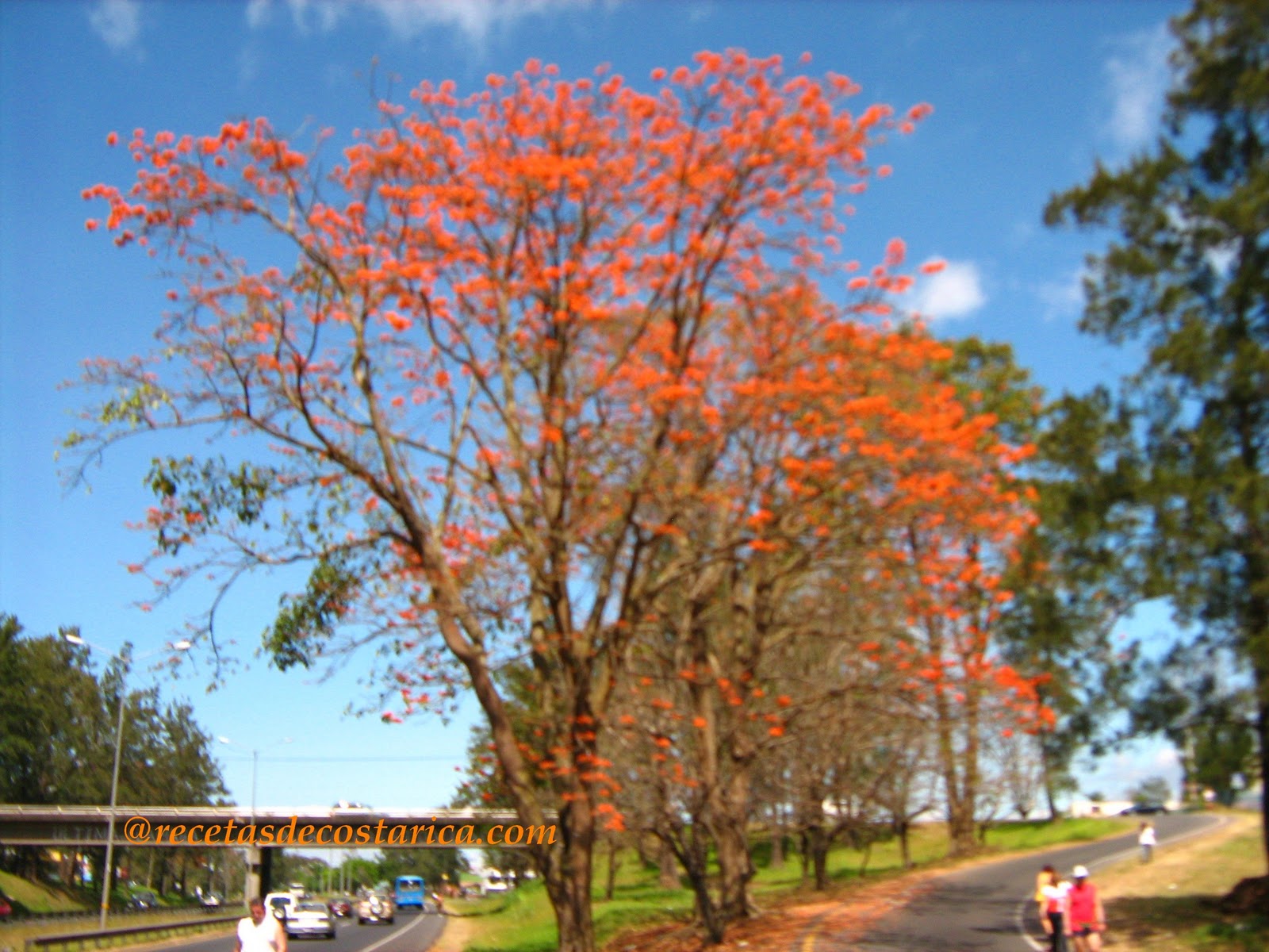 Cocina Costarricense: gallinitas, flores de poró