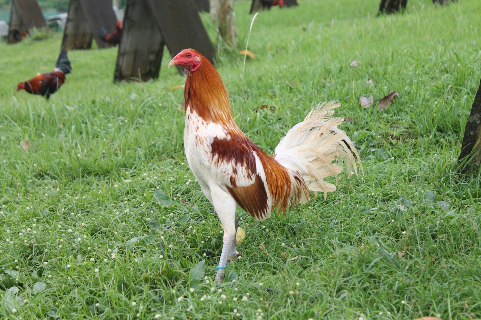 Rooster Gen: American gamefowl