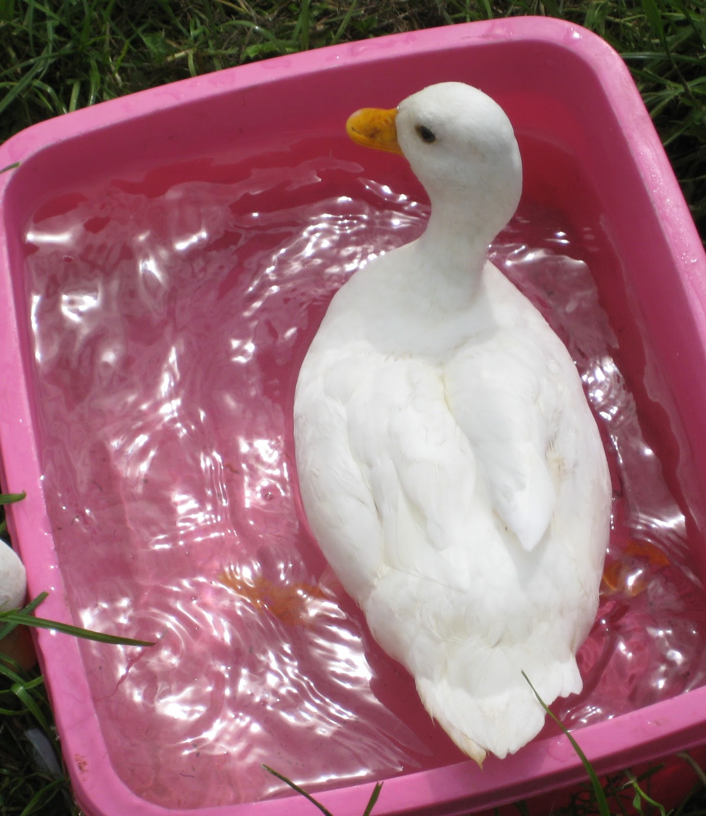 Introducing … Mr & Mrs Puddleduck