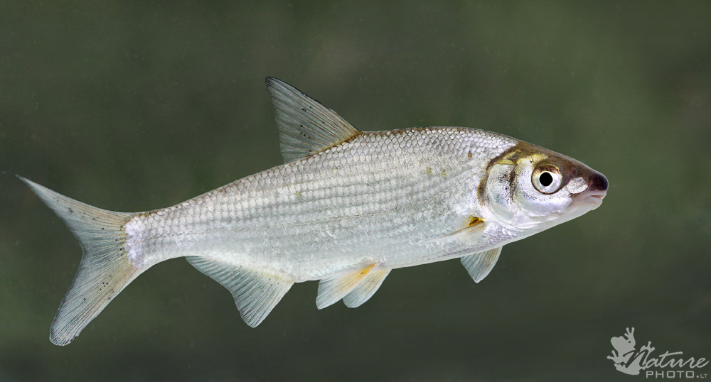 Viskas apie žvejybą ir žuvis.: Žuvys