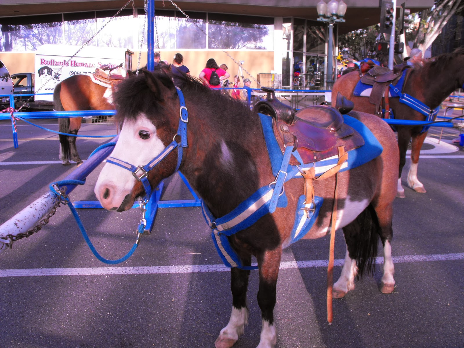 Becky's Pony Express - Pony Rides, Petting Zoo and Pony Parties