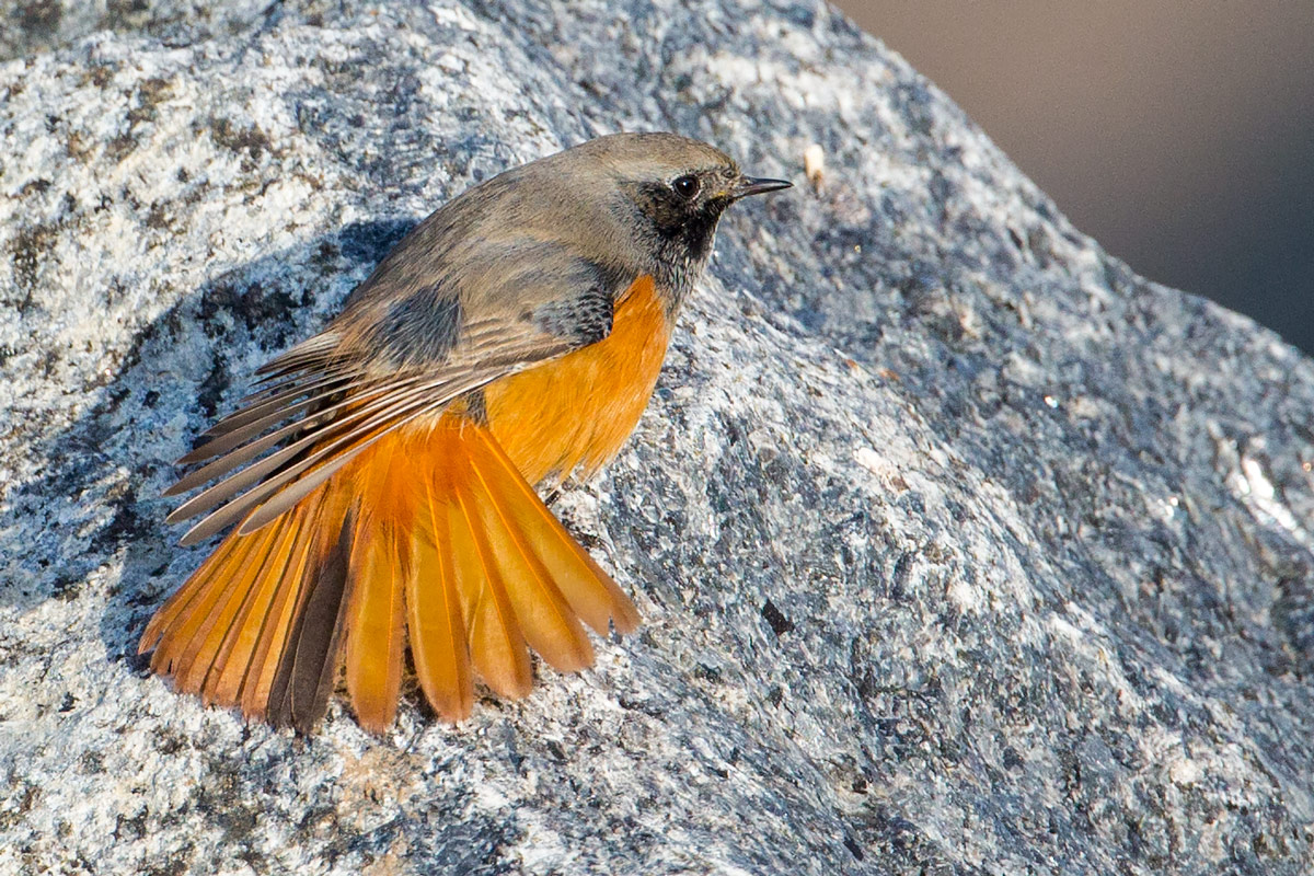 Wildlife Diaries: Eastern Black Redstart at Skinningrove 31st October