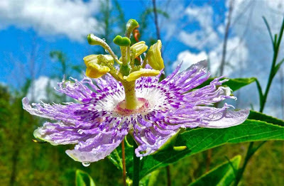 cabin talk: Godzilla flower
