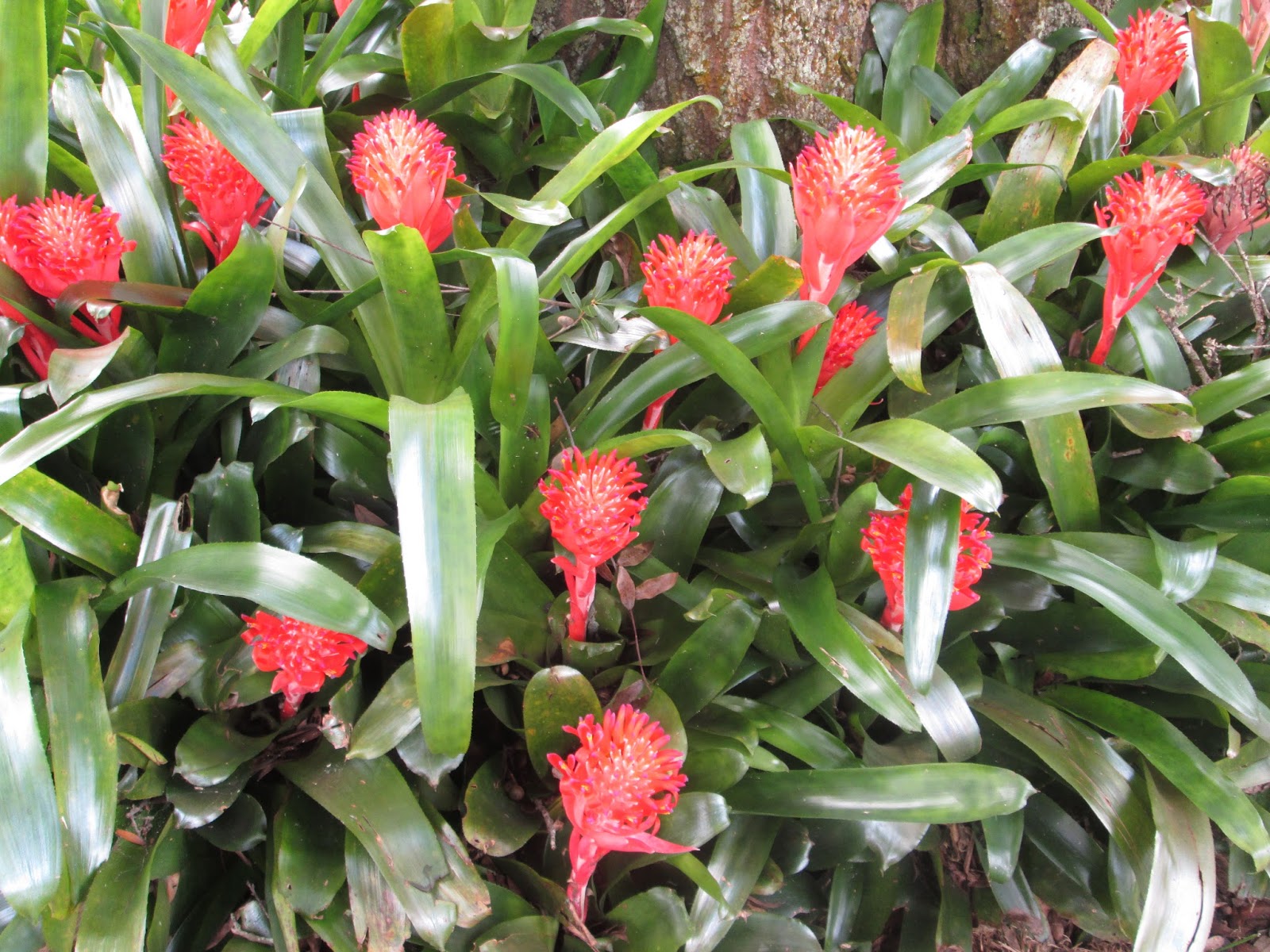 Lace up and Walk : A Morning Walk - 4 Miles Through Old Ortega