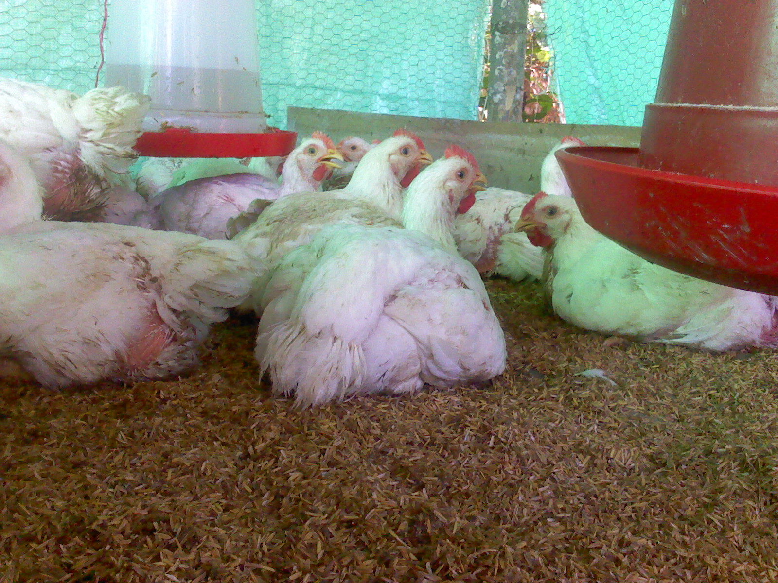 TEMAS PECUARIOS: los mejores pollos de engorde