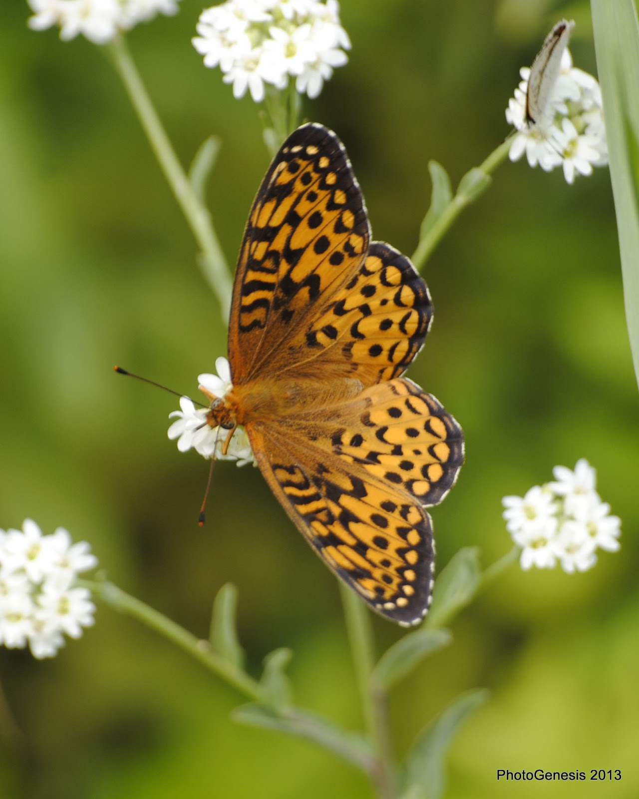 Frank's Photos: The amazing Butterfly!