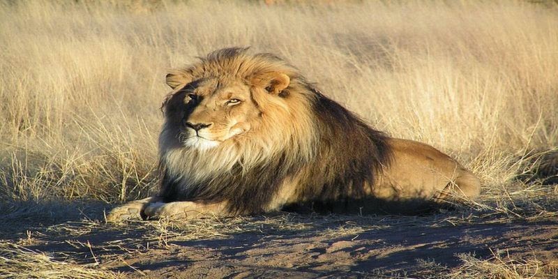 list stuff: Amazing Facts about Lion