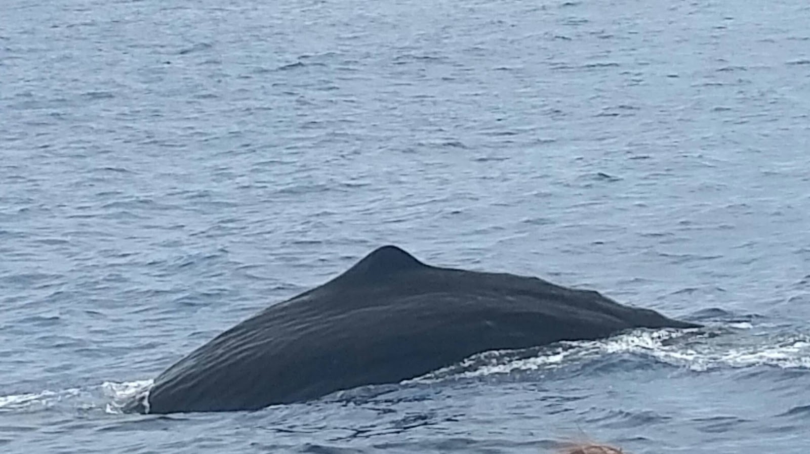 Canarian Sea: Pottwal - Physeter macrocephalus