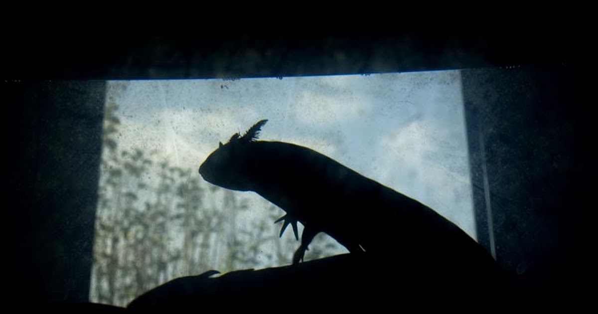 Diario de un Observador: Ajolote. El dios de los canales de Xochimilco ...