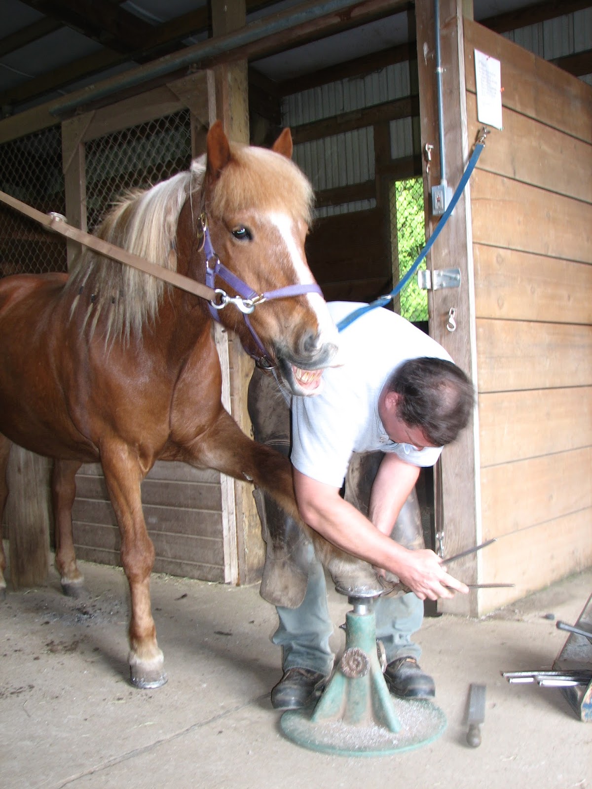 Blessi ngs--Life with an Icelandic Horse: Bone Spavin In Icelandic Horses