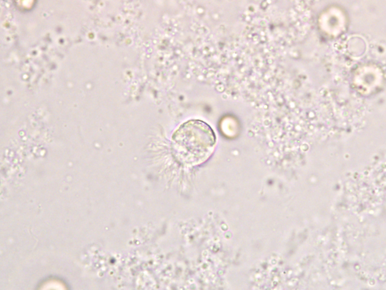 Creepy Dreadful Wonderful Parasites: Case of the Week 369