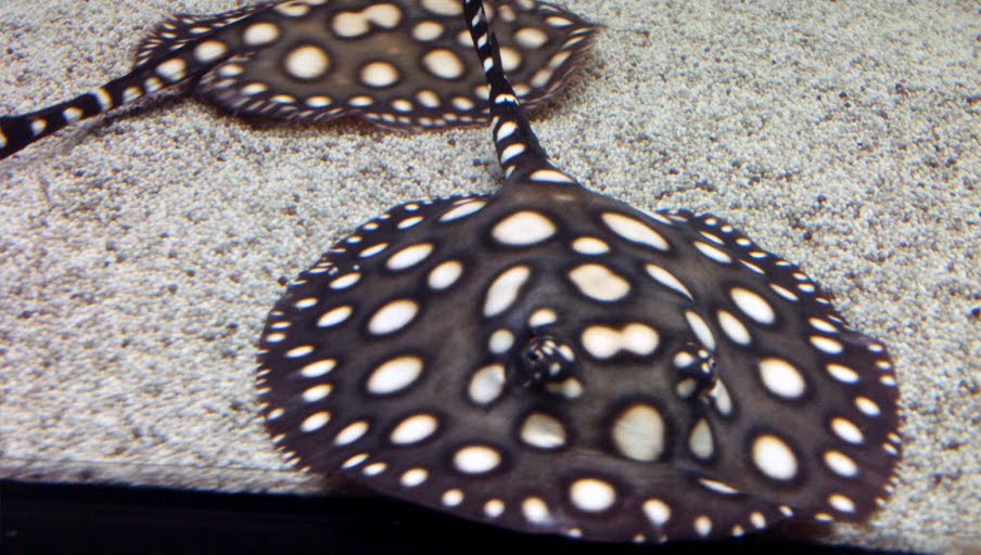 Predators of the amazon: 3 Pairs of High Quality Black Diamond Ray Pups