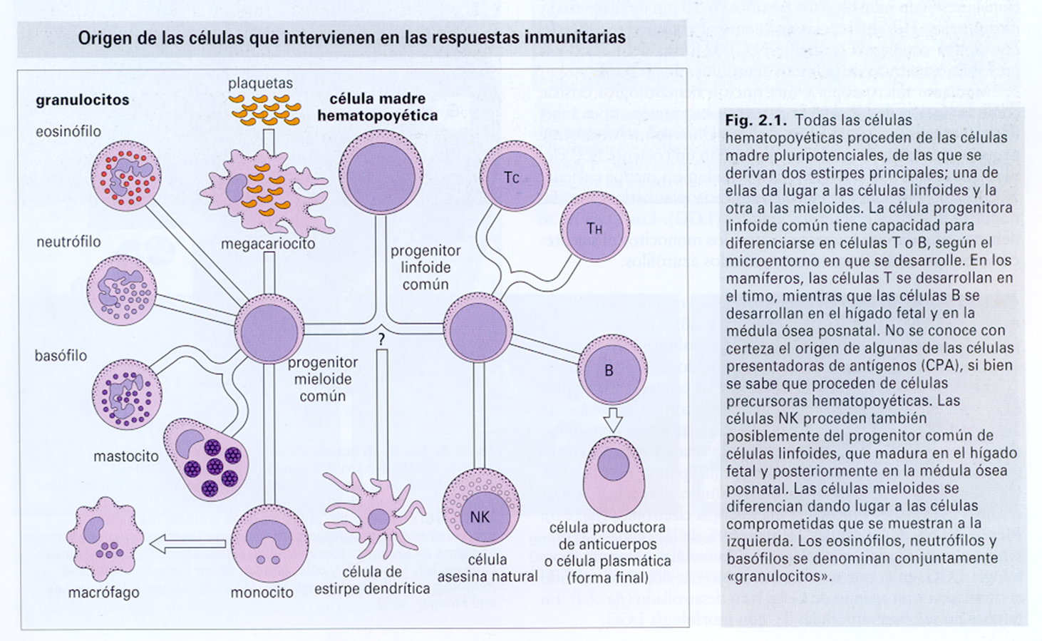 F M E D: CELULAS DEL SISTEMA INMUNE // immune system cells