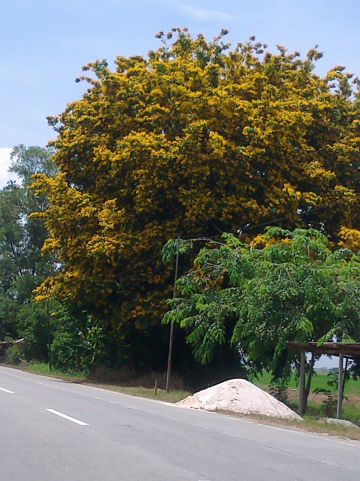 SuhaZainul: Pokok Bunga Kuning