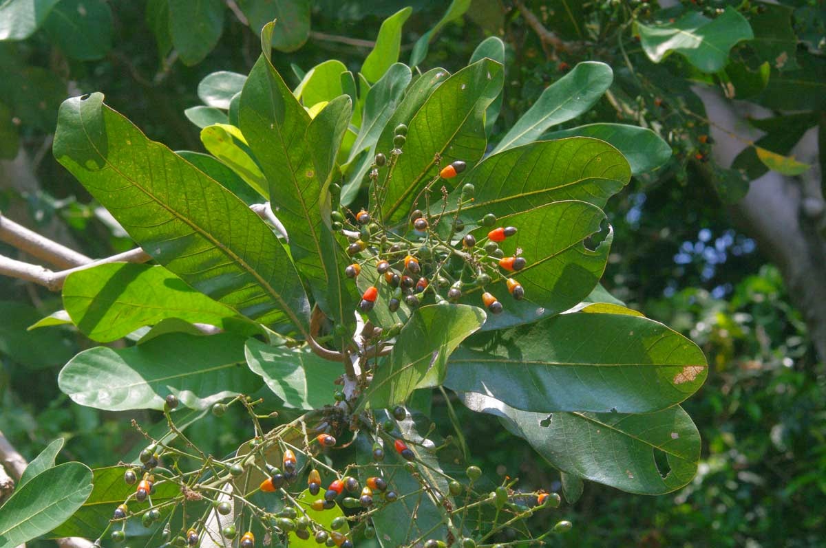 Steve & Marcia on the Rock: Corregidor Journal: May 2014