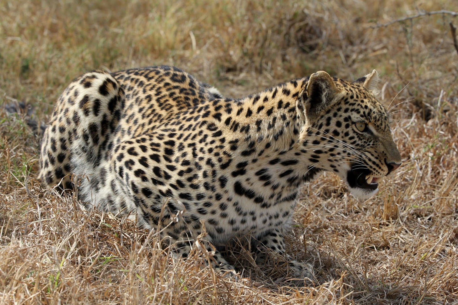 Worldbirder: The injured Leopard