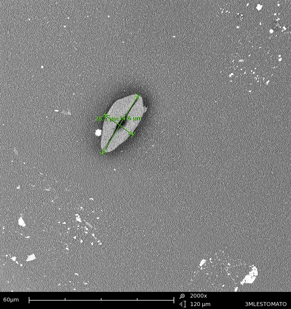 Food For Thought: SEM Microscope images of Kale, Tomato, and Cherry