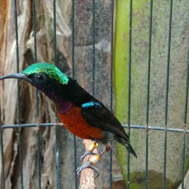 Cara Membedakan Burung Kolibri Ninja Jantan dan Betina