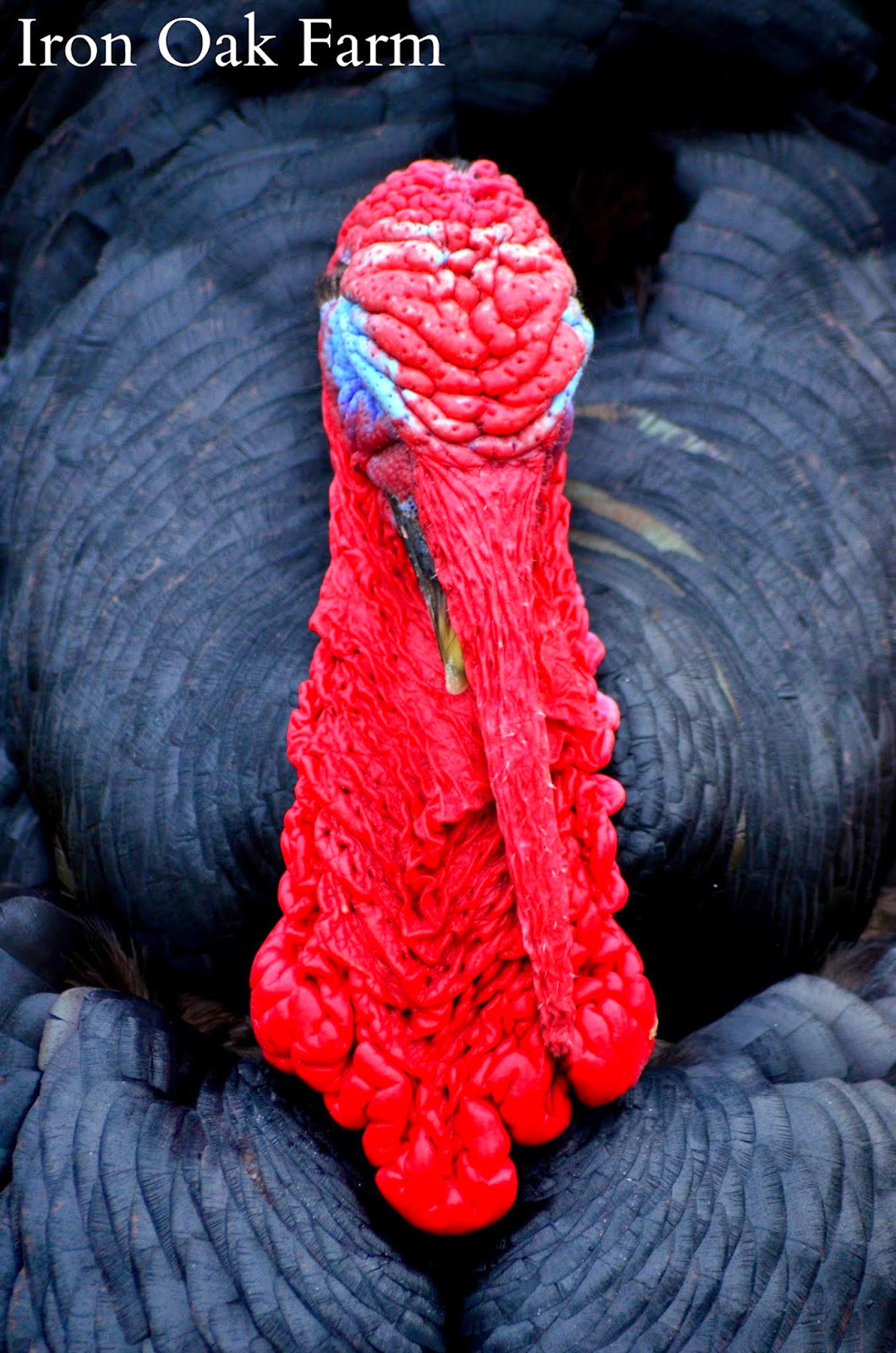 Iron Oak Farm: Our Beautiful Turkey Tom