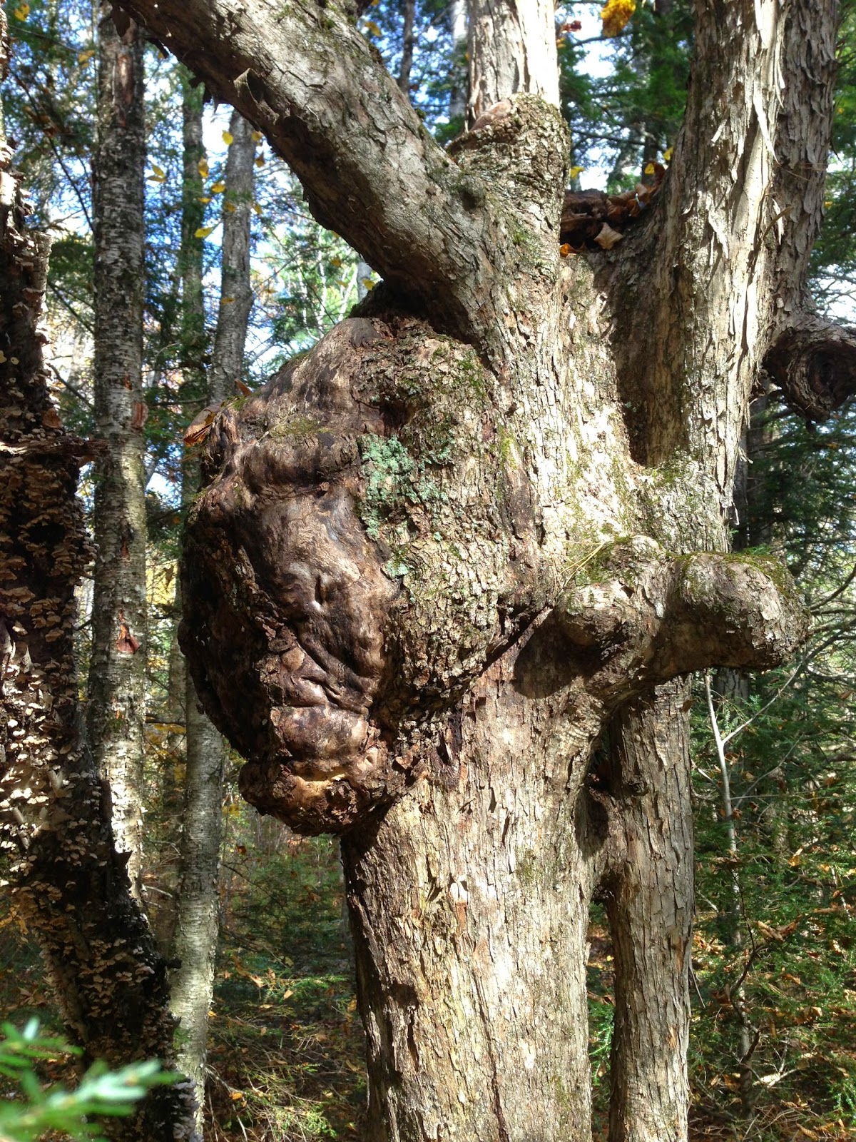 Timberturner + Bowlwood Woodturning: So, Milton ... exactly what is a ...