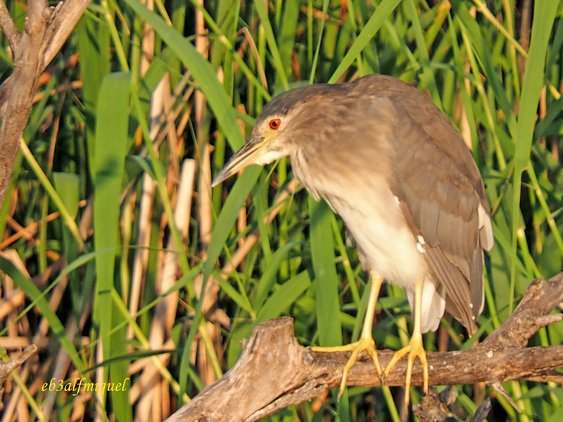 Miguel fotografia: Juvenil de Martinete común (Nycticorax nycticorax )