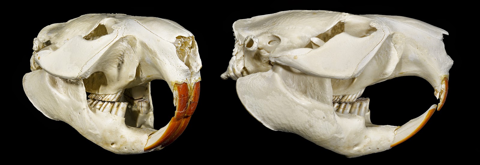 Info animales: CASTORES Y AFINES