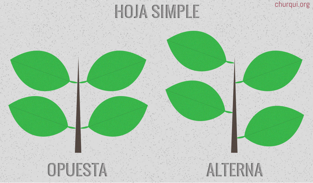 Formas de hoja simple y de Hoja compuesta