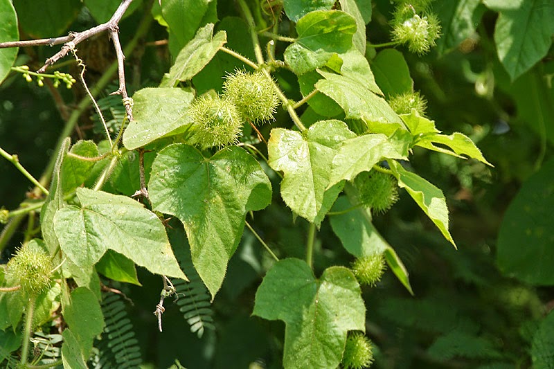 F L O R A: Letup atau Ulat Bulu