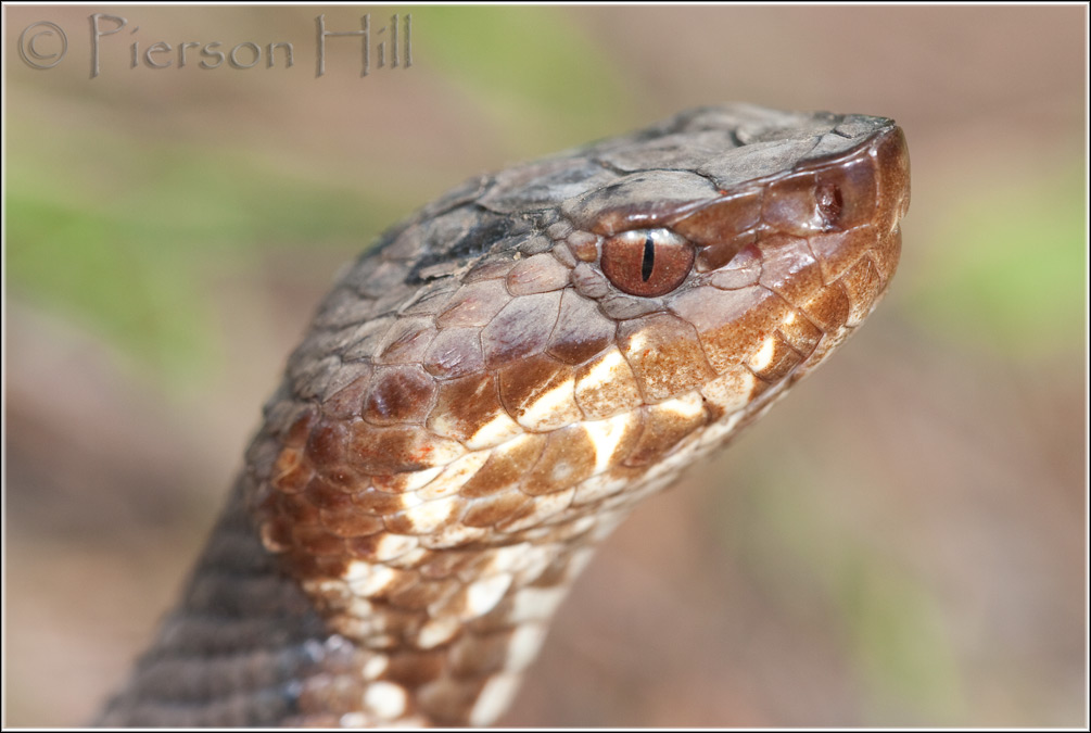 Life is short, but snakes are long: Snakes that can see without eyes