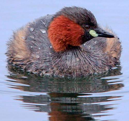 Little grebe photos | Birds of India | Bird World