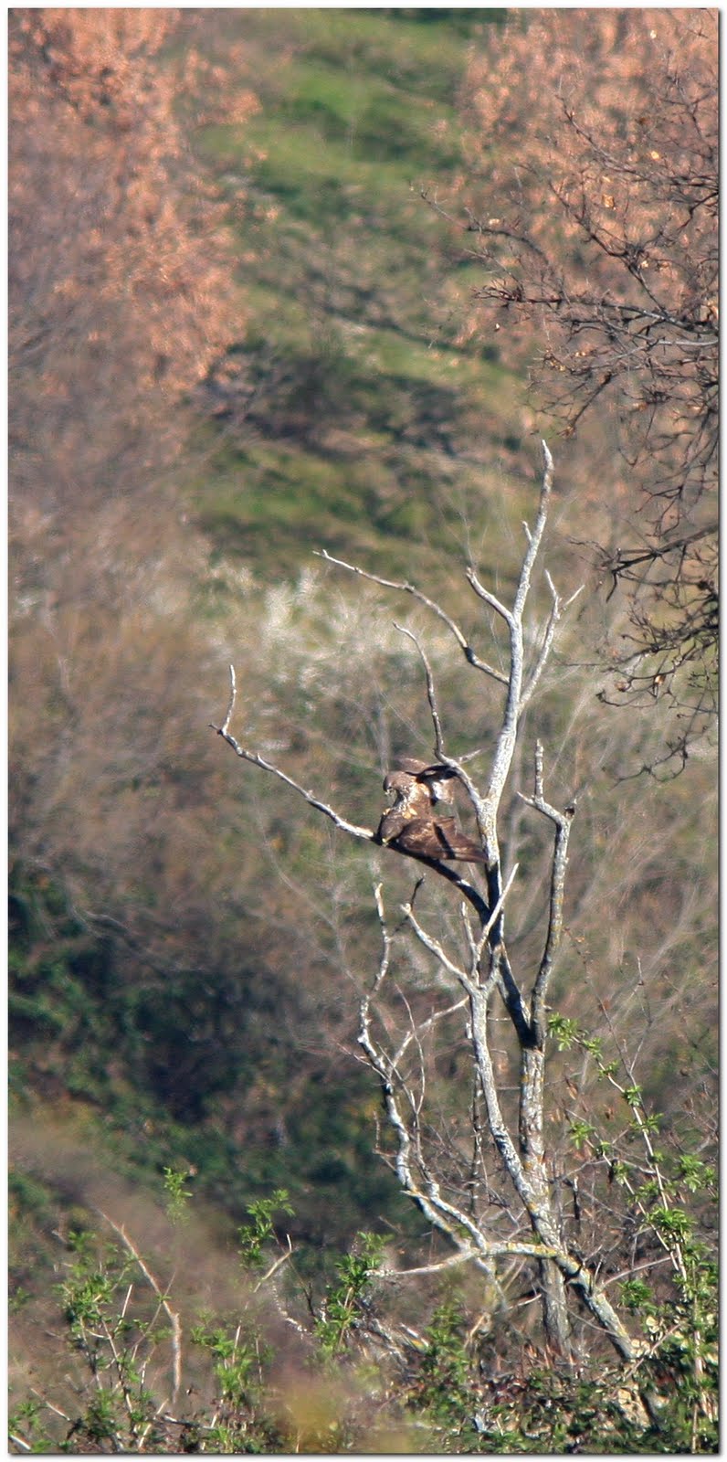 Tra Catria e Adriatico natura e storia: Poiane intorno a casa...