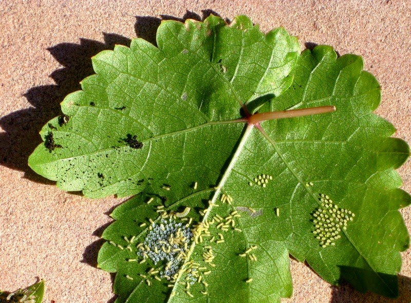 Xtremehorticulture of the Desert: Grapeleaf Skeletonizers Flying Now in ...