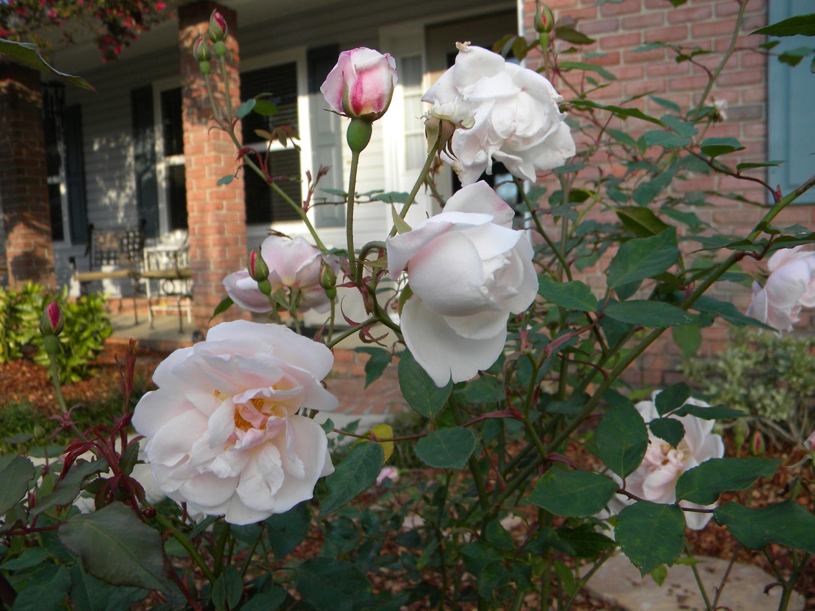 Walk2Write in Florida: Rosa 'Spice': Is a Rose Truly a Rose If It Hasn ...