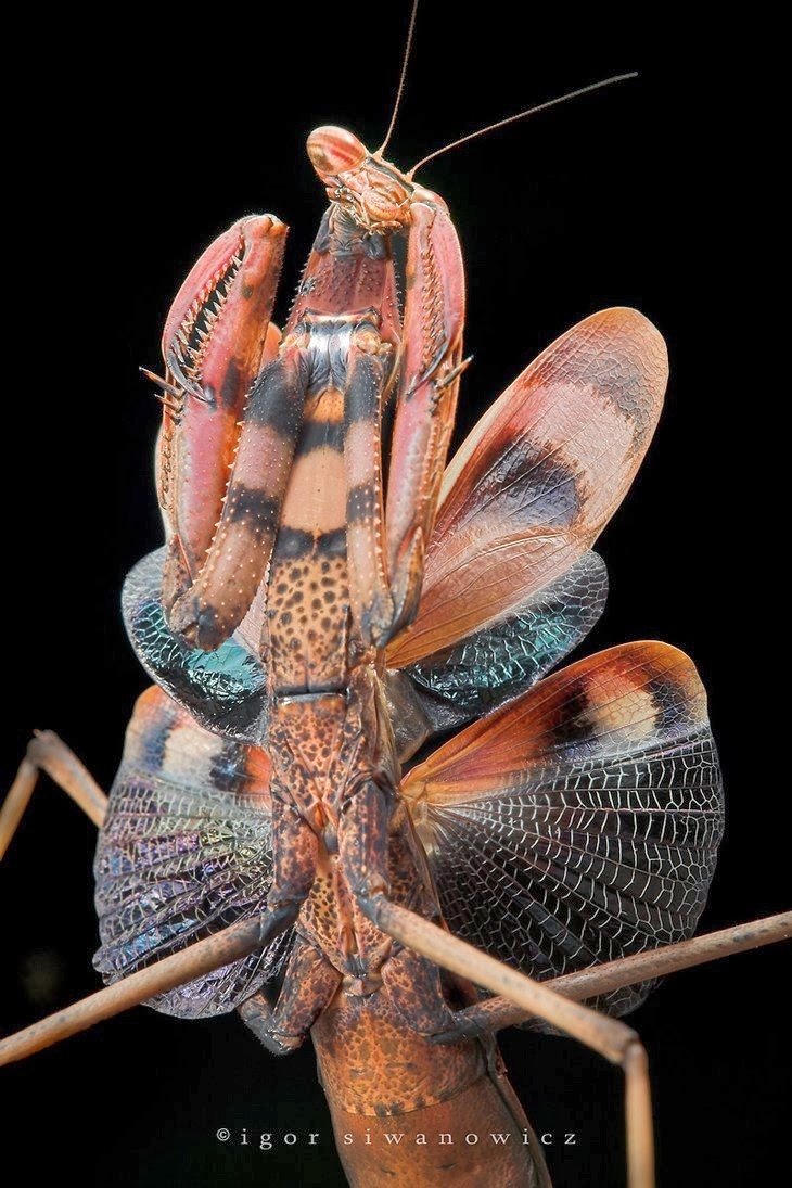 Praying Mantis: The praying mantis
