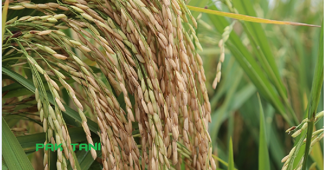 Adu Jago Bibit Unggul Padi Varietas Super - kliktani.com