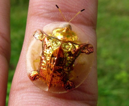 An Unusual Beetle Golden Turtle | Getting Knowledge