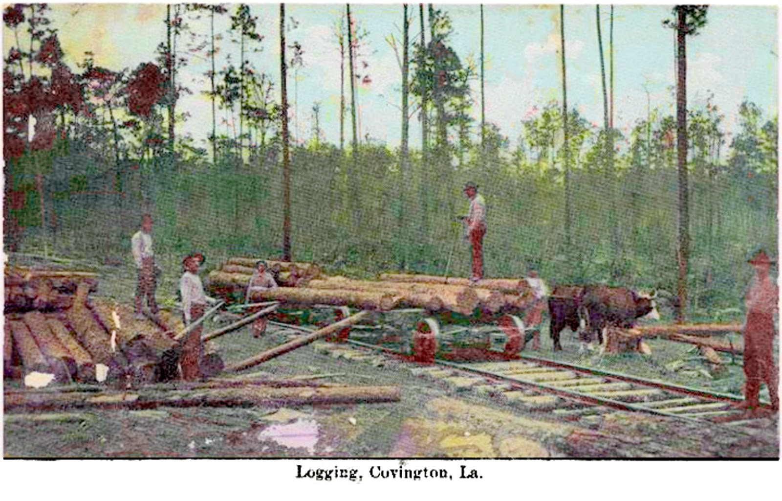 Tammany Family: Ox Teams Pulling Timber Wagons
