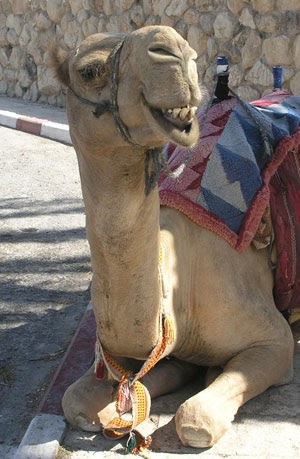 Linda Grimes: Visiting Reality : Grumpy Humpy Day! (With camels. Of ...