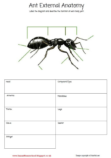 Iman's Home-School: Ant Activity Pack
