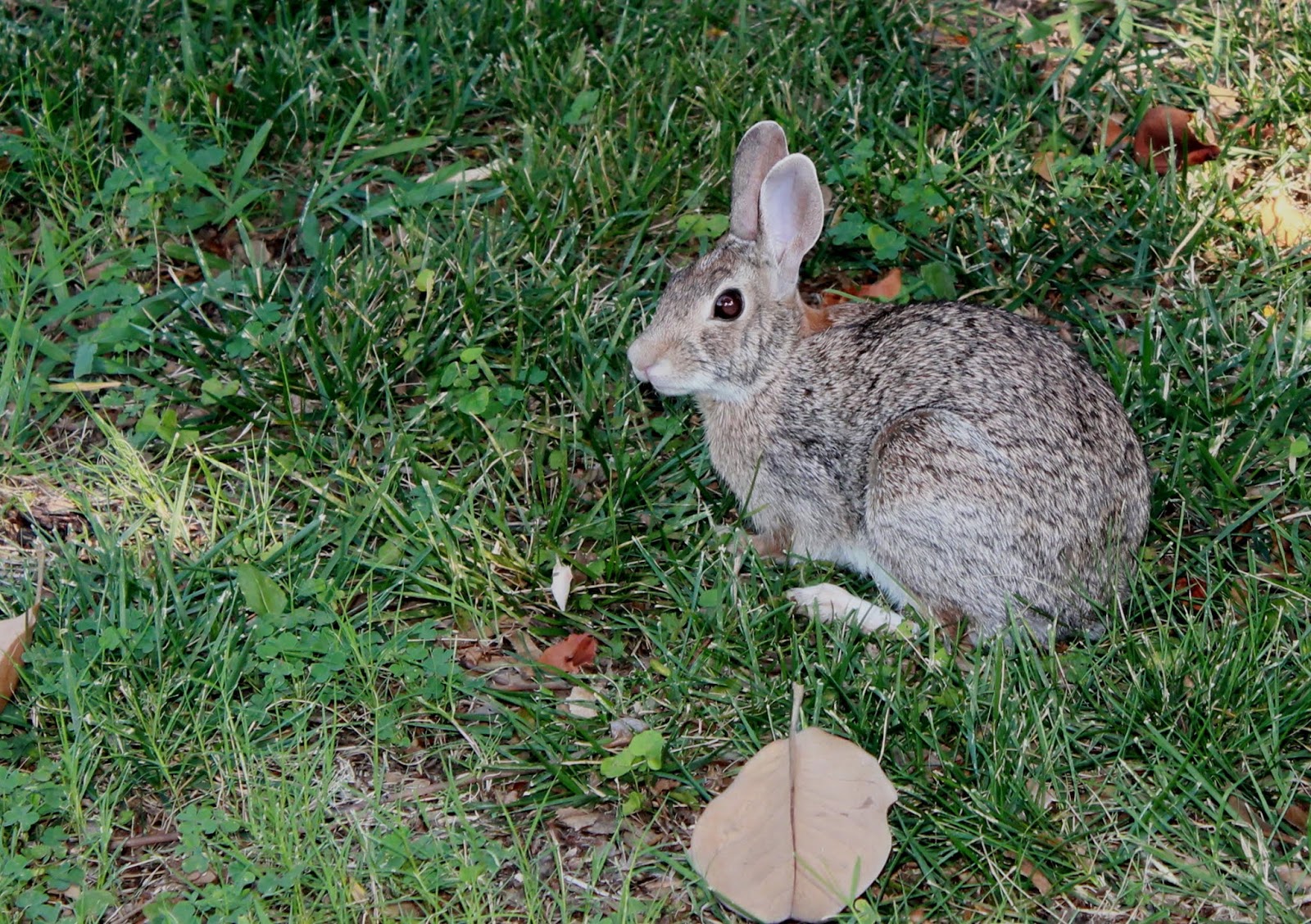 Suneson Scenes: Backyard Bunny