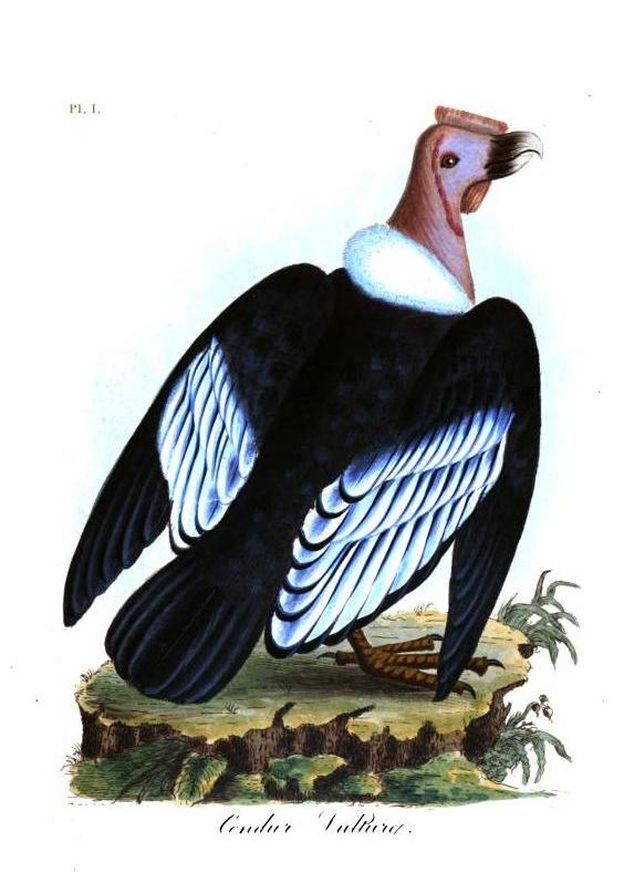 HISTORIAS ZOOLOGICAS: EL CONDOR ANDINO – Vultur gryphus - PARTE I - LOS ...