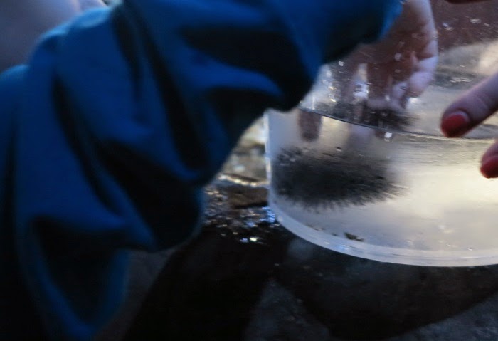 Kotiruokalistalla: Mustikkasmoothie retkievääksi (ja muutama Sea Life ...