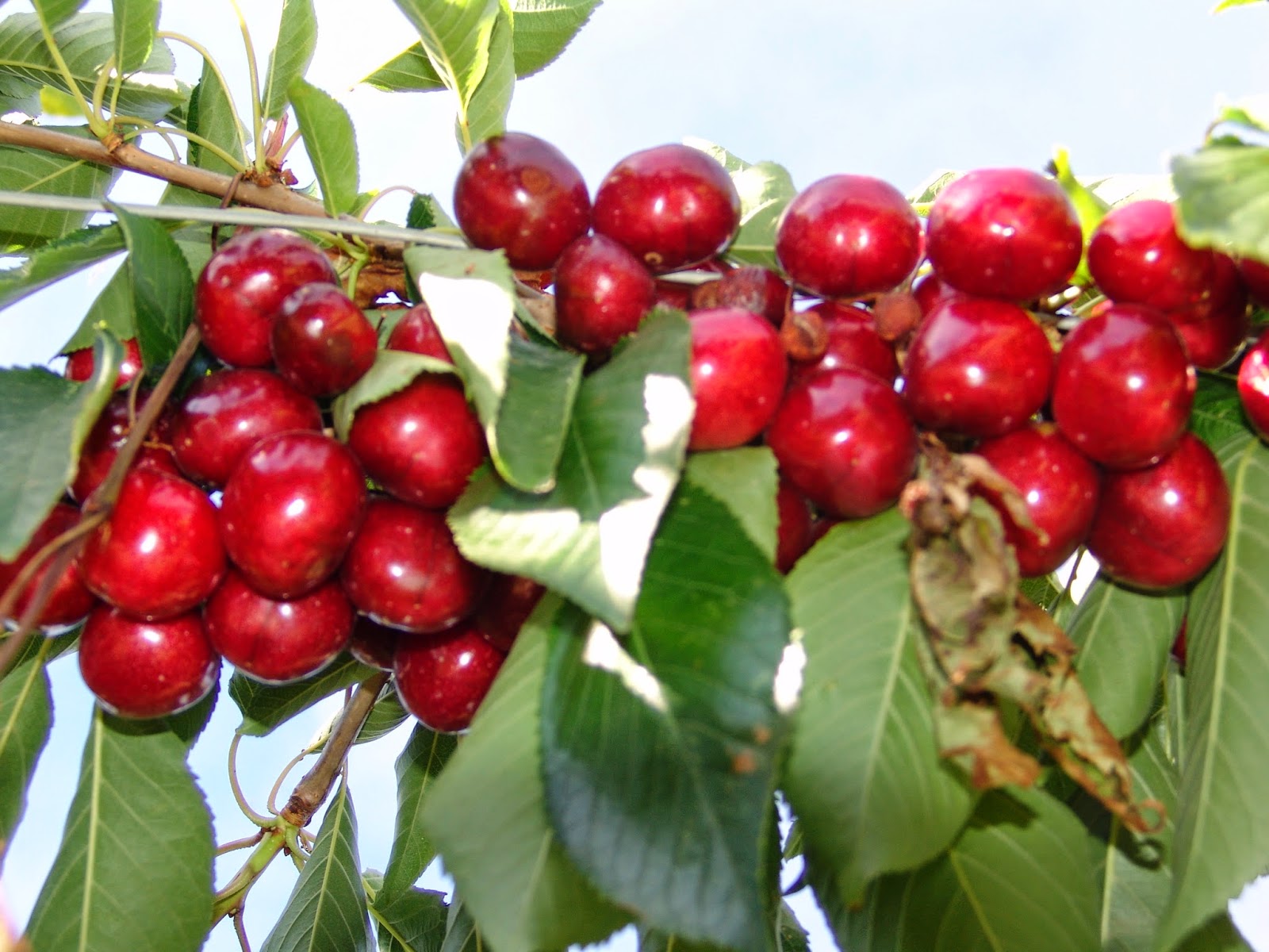 La Floropedia: GUÍA PARA LA DESTILACIÓN DE FRUTAS (IV)
