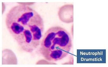 angin gunung ombak tinggi: drum stick