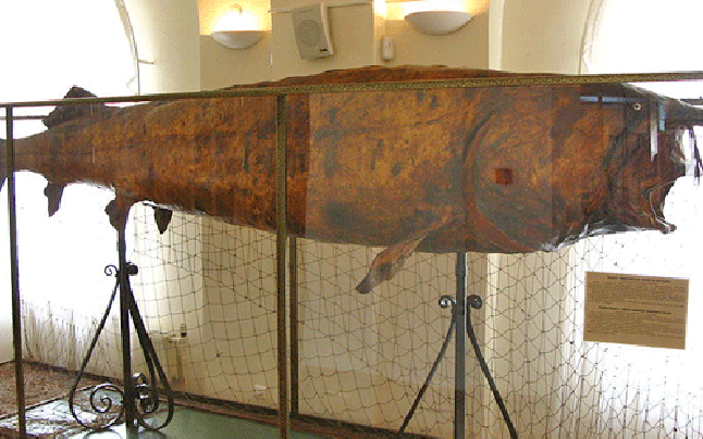 Pasiunea Pescuitului: Monstrii Apelor! Morunul de 1571 de Kg!